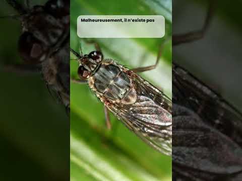 Amateurs de voyage, attention à cette mouche connue pour transmettre la ...