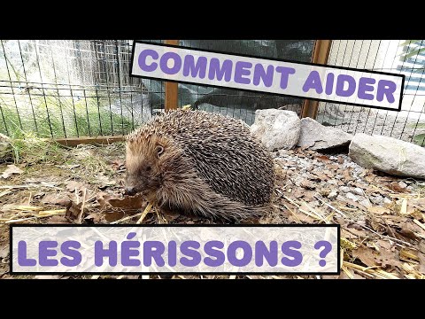 Ne laissez pas les hérissons mourir de froid dans votre jardin, vous ...
