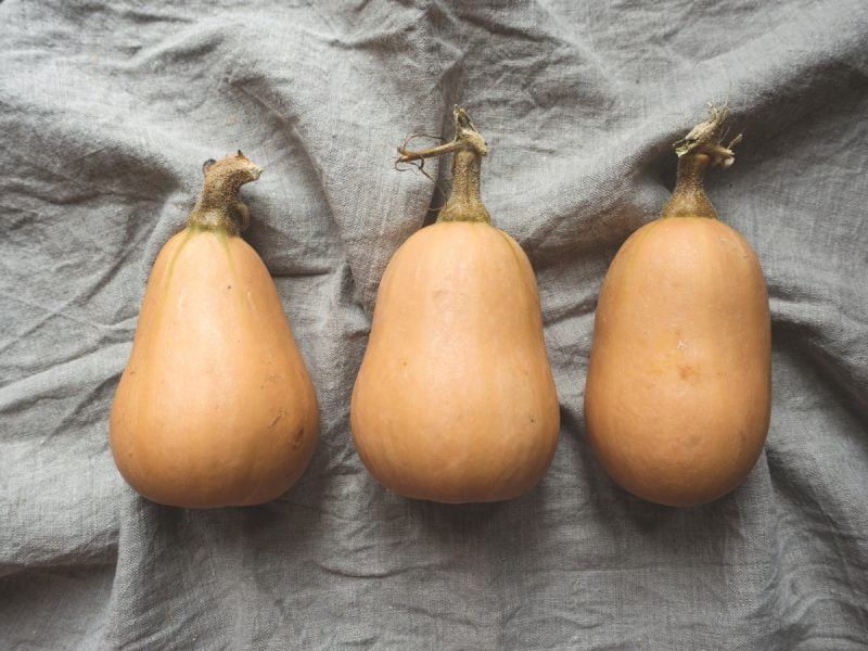 Culture de butternut verticale