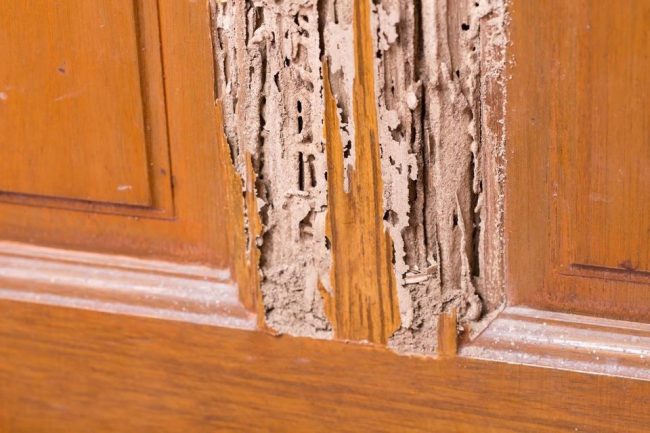 Termites : comment identifier et s'en débarrasser