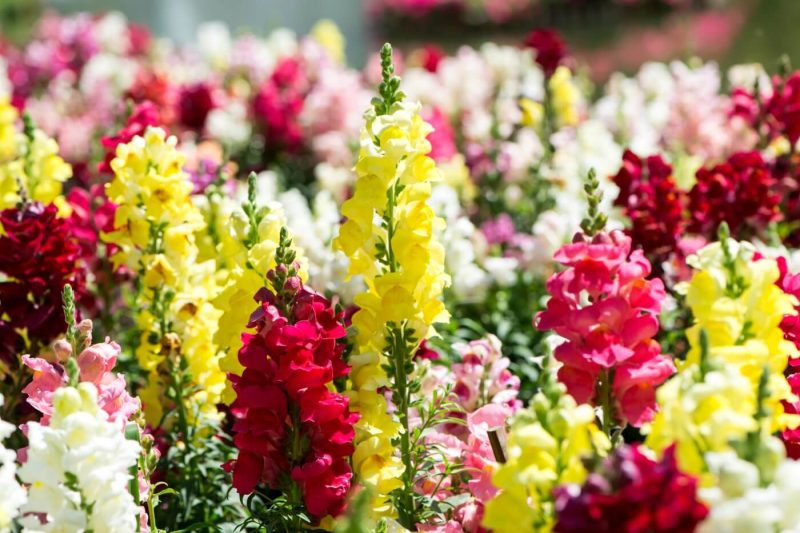 Découvrez la signification et le symbolisme de la fleur de muflier