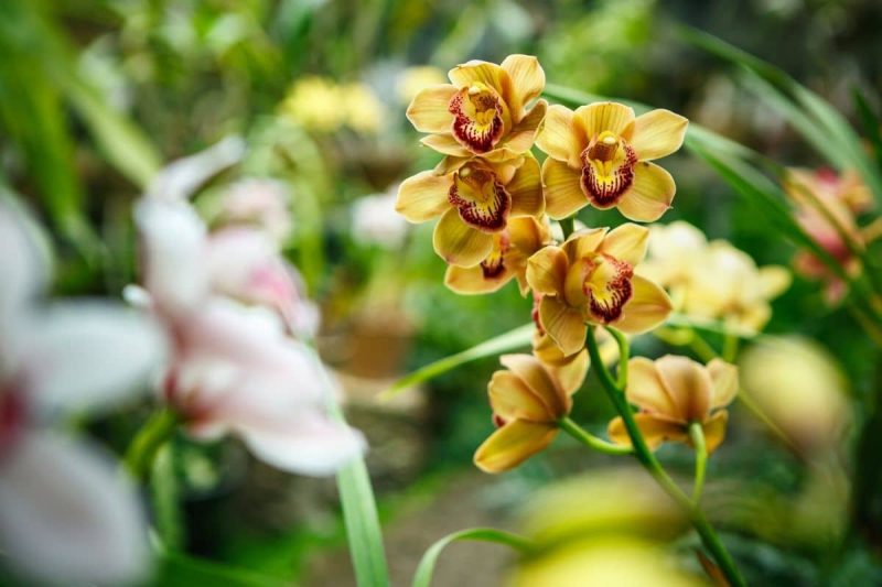 Orchidées cymbidium : Types et guide de culture complet