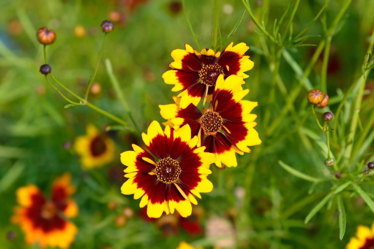 10 fleurs sauvages qui fleurissent toute l'année