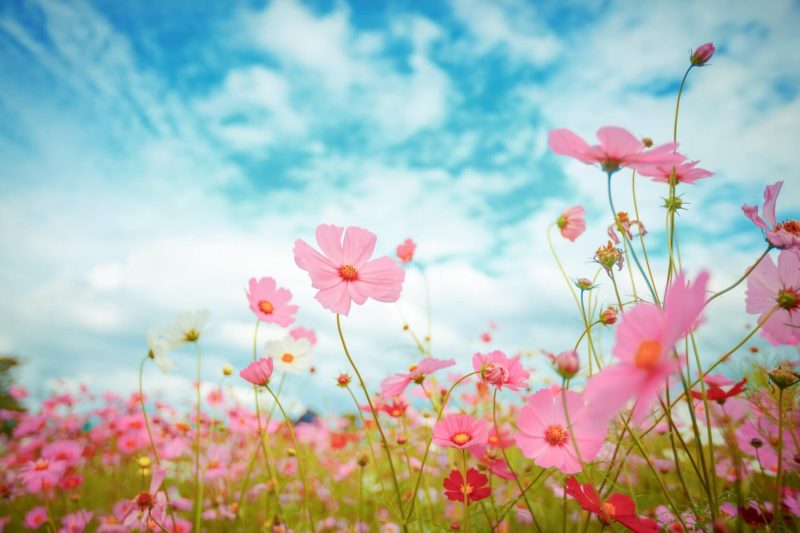 Découvrez les 100 plus belles fleurs roses | Nostrodomus