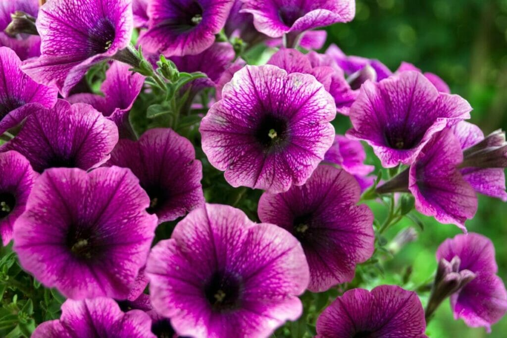 Pétunia : signification et symbolisme dans le langage des fleurs