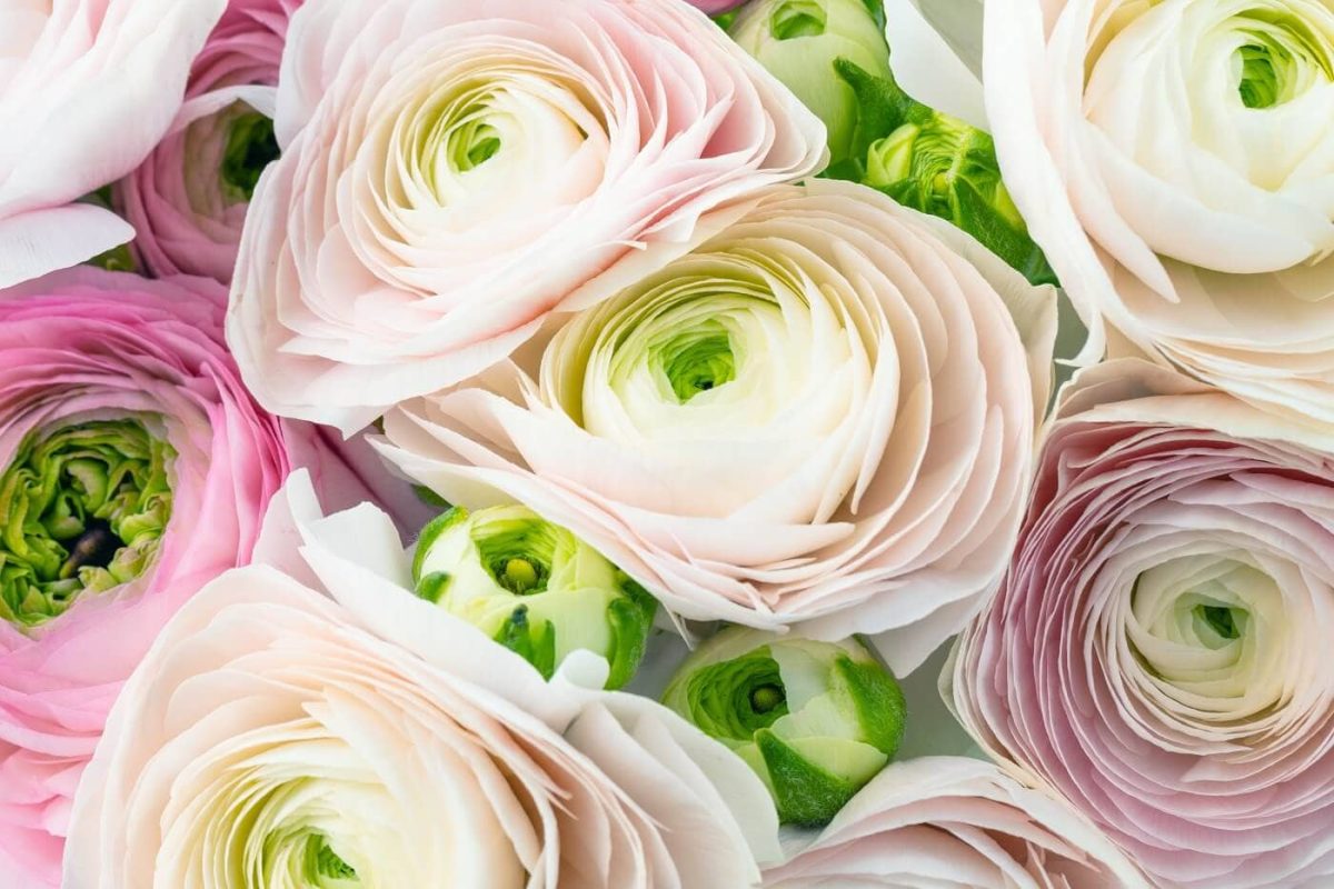 Fleur Renoncule : symbolisme et signification | Nostrodomus