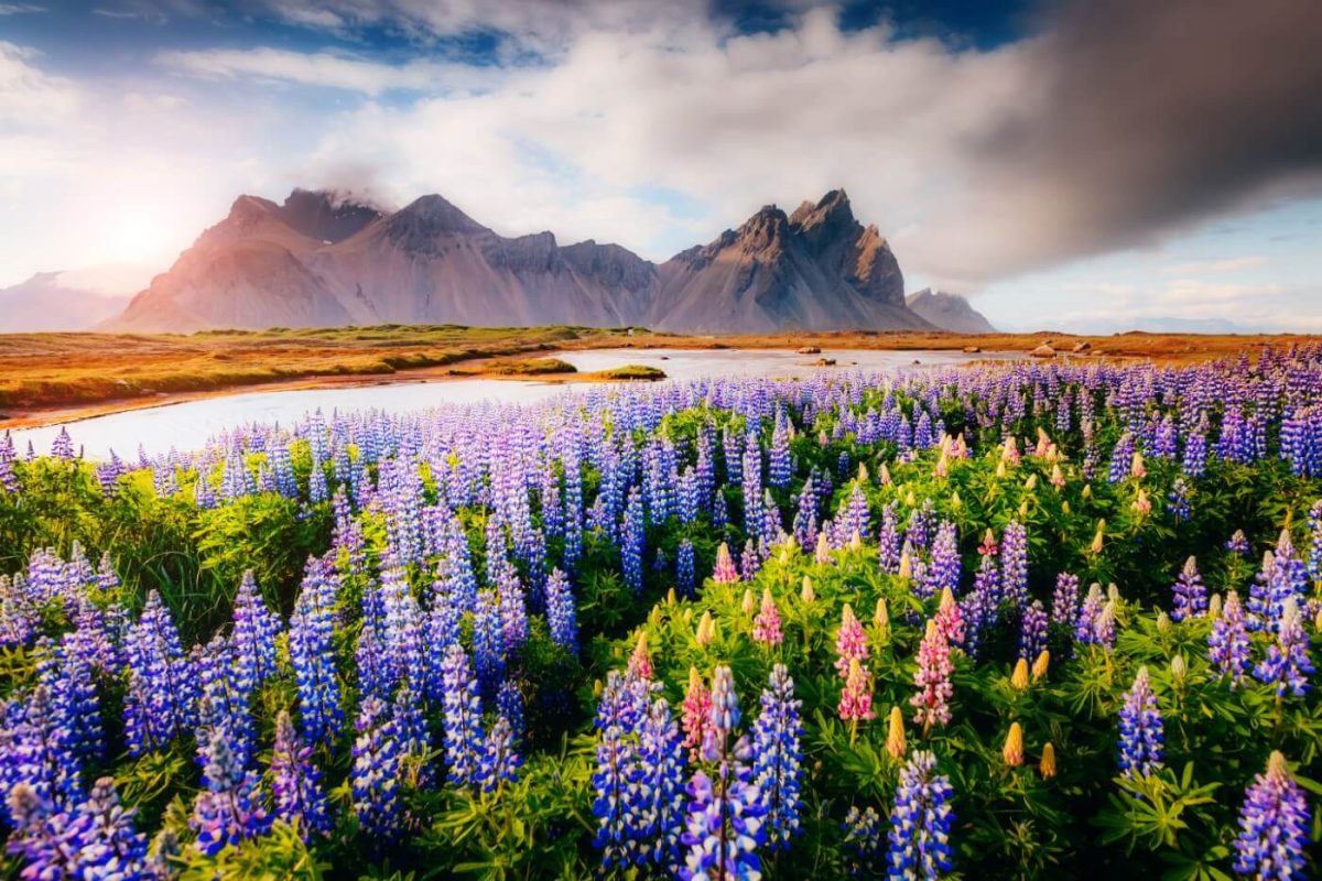 Fleur de lupin : symbolisme et signification