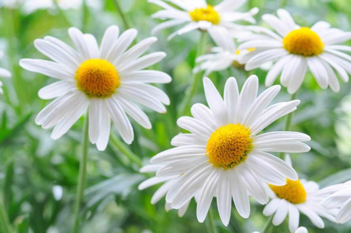 Fleur de marguerite : signification et symbolisme