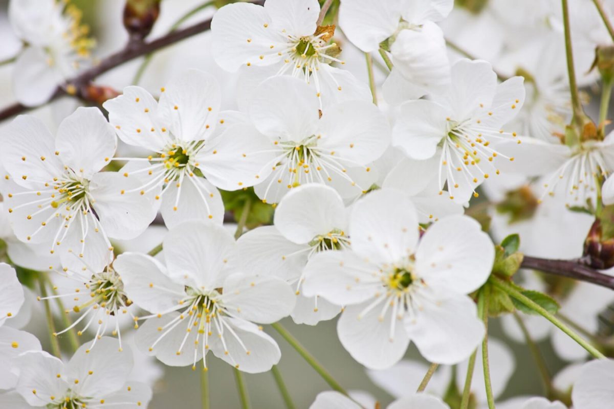 Signification et symbolisme des fleurs blanches | Nostrodomus