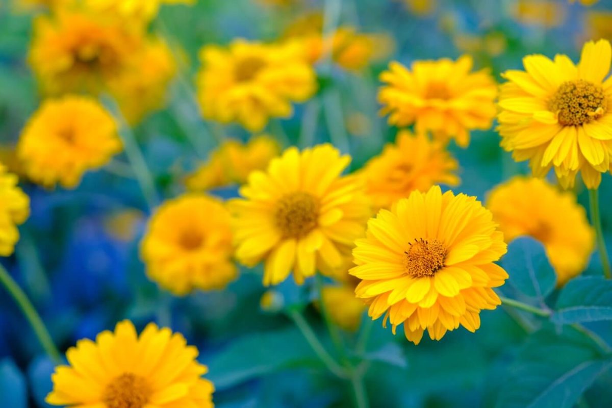 Fleurs jaunes : 55 belles variétés pour égayer votre jardin | Nostrodomus