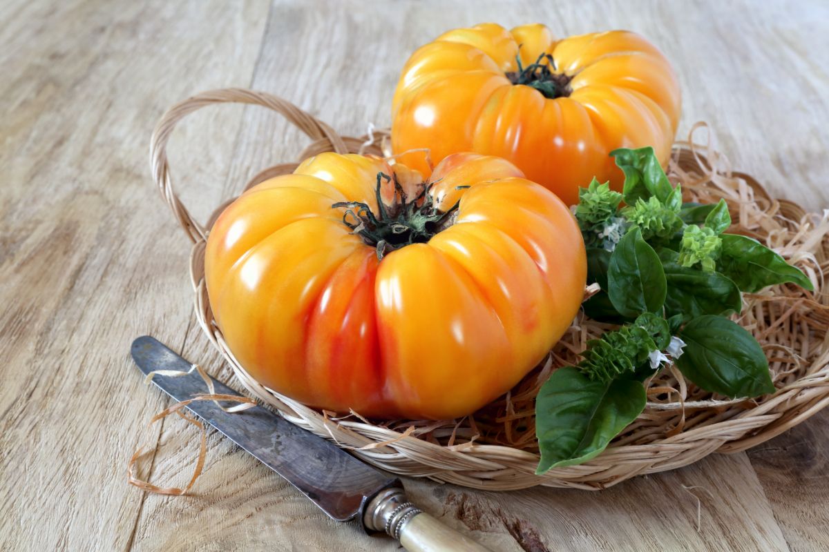 Légumes insolites à cultiver : découvrez des variétés rares