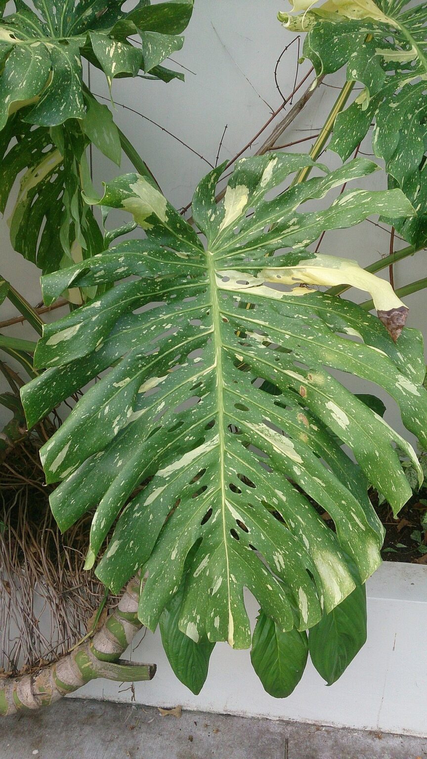 Monstera variegata : notre guide de culture complet