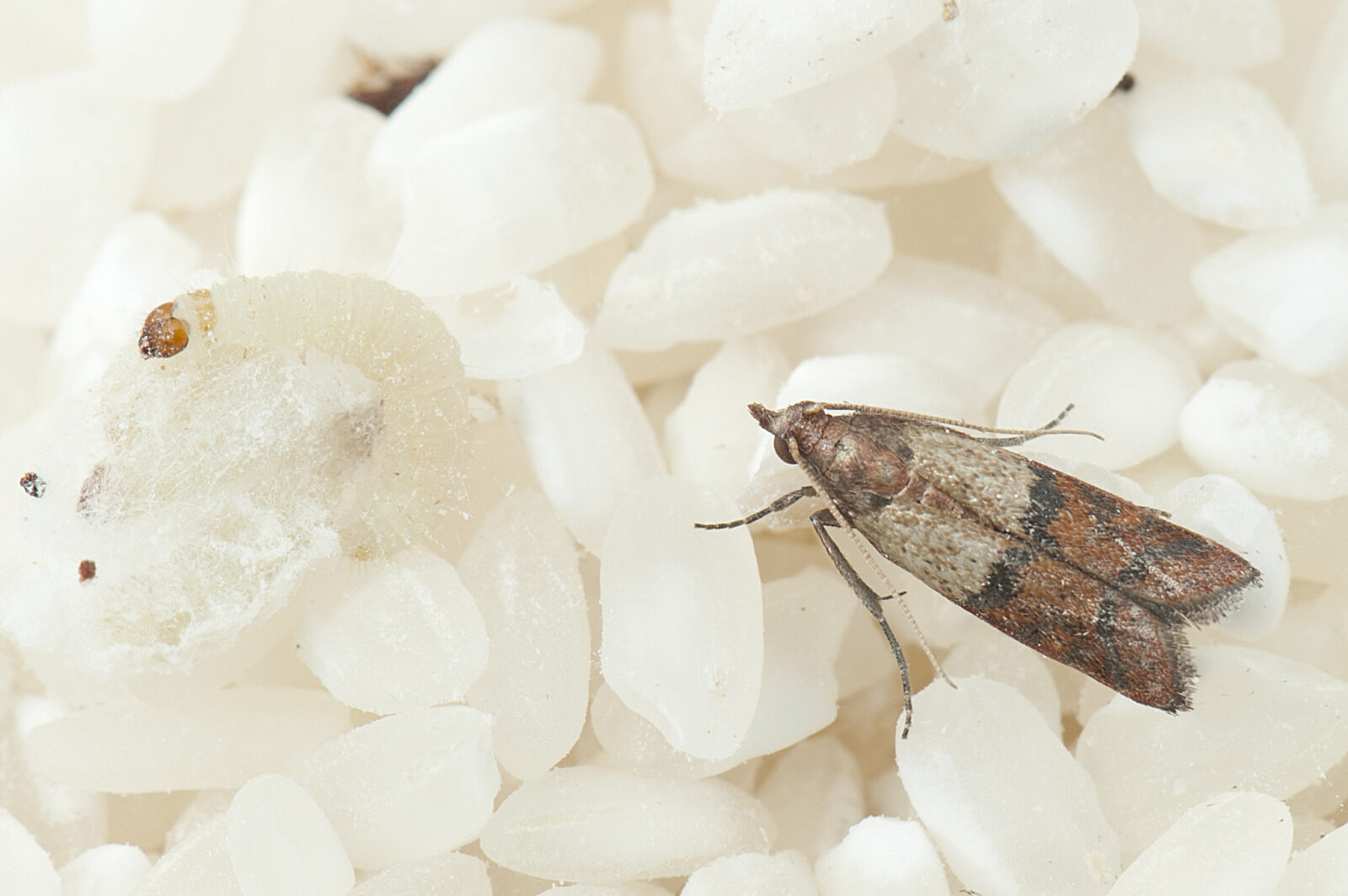 Un apiculteur dévoile le répulsif naturel efficace contre les mites ...