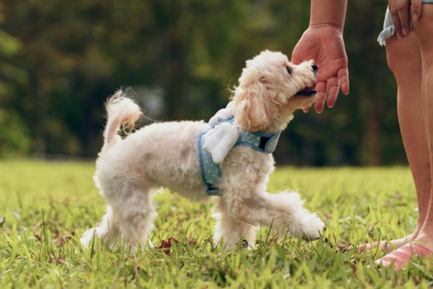 Comprendre les signaux de votre chien : un éthologue explique