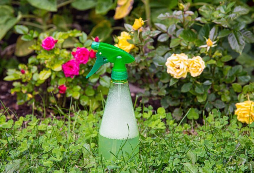 Trois sprays anti-insectes maison pour protéger vos plantes